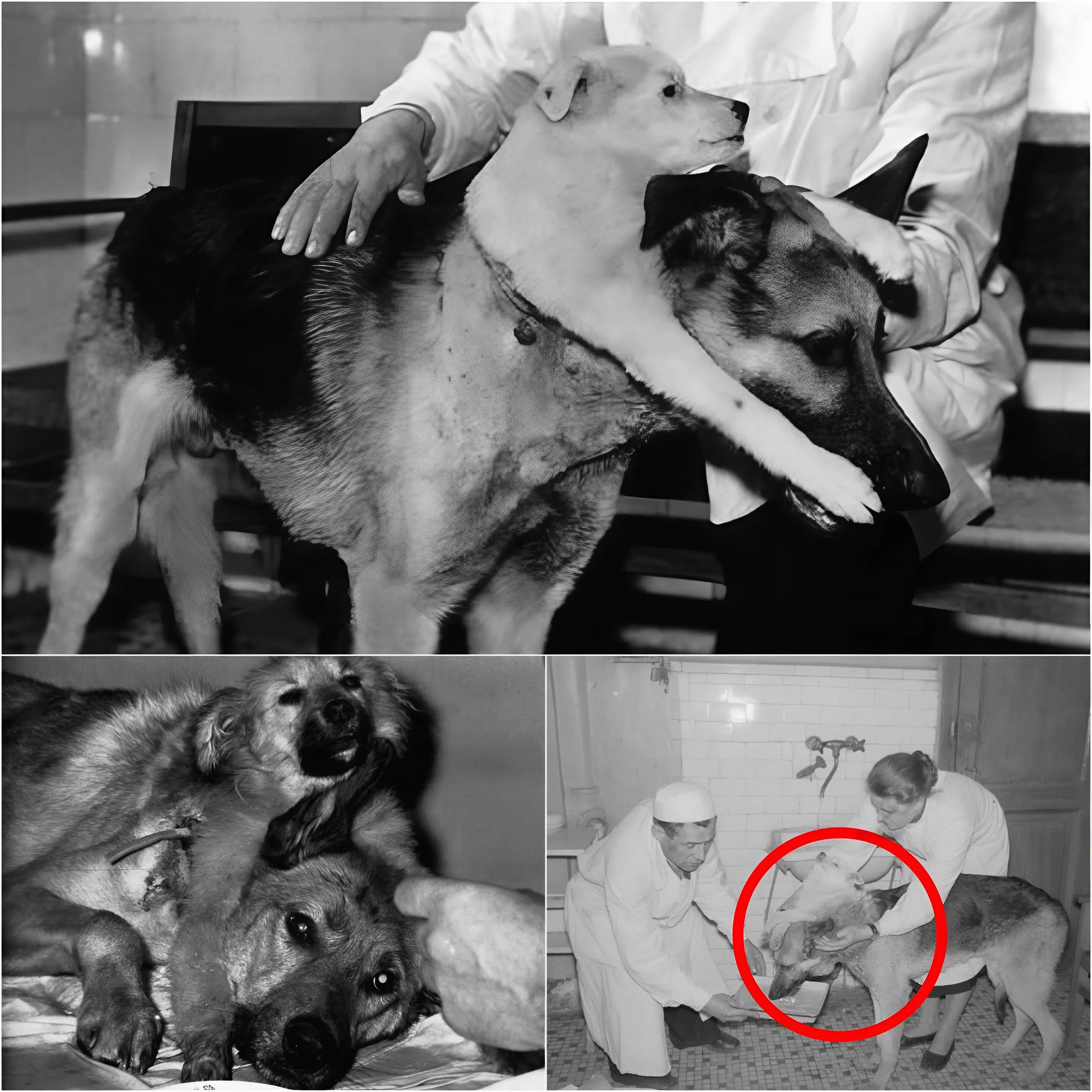 "Soviet Horror Unleashed: Demikhov’s Nightmarish Two-Headed Dog That ...